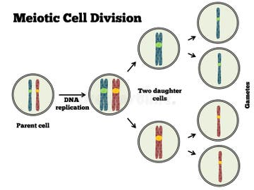 Allelomorph Stock Illustrations – 3 Allelomorph Stock Illustrations, Vectors & Clipart - Dreamstime