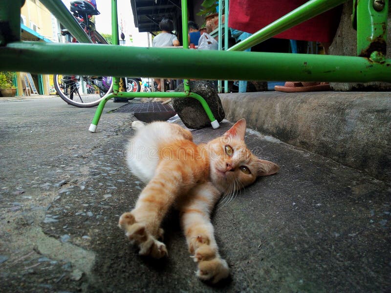 Meow foto de archivo. Imagen de lindo, deslumbrar, encantador - 103576824