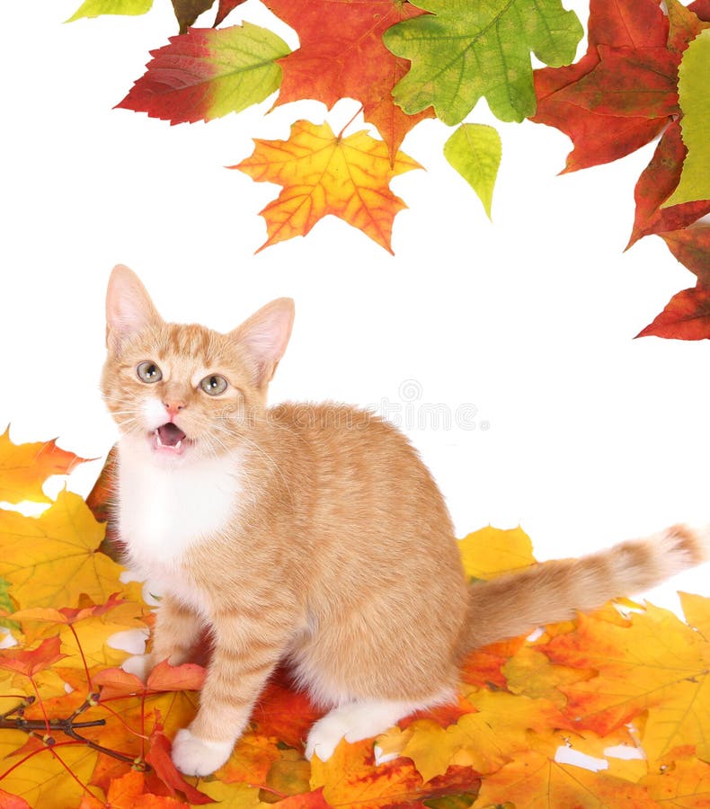 Meow stock image. Image of autumn, october, botany, lush - 10477641