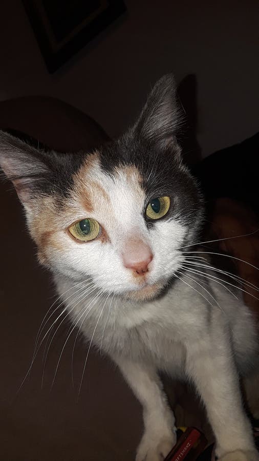 Meow stock photo. Image of kitty, animal, meow, calico - 146319376