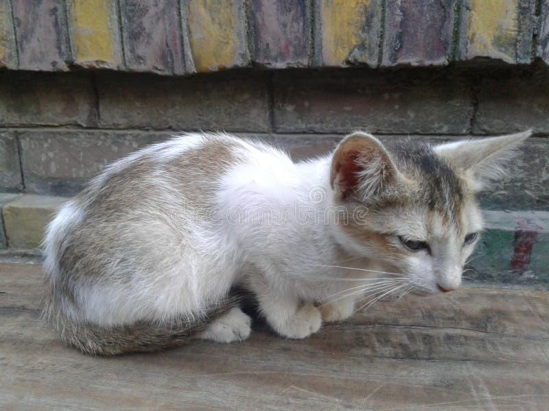 Meow stock photo. Image of lazy, adorable, sweet, meow - 75726212