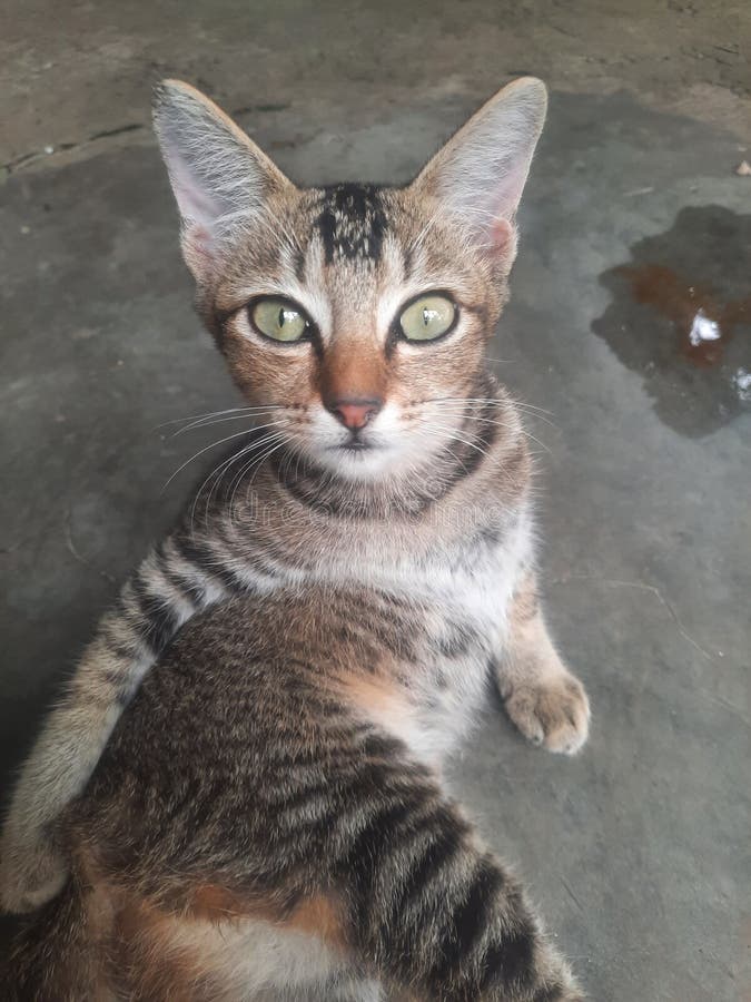 Meow in action stock photo. Image of action, meow, camera - 217605656