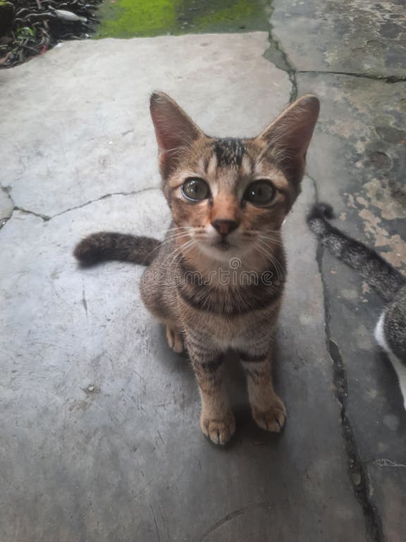 Meow in action 2 stock photo. Image of meow, posing - 217615606