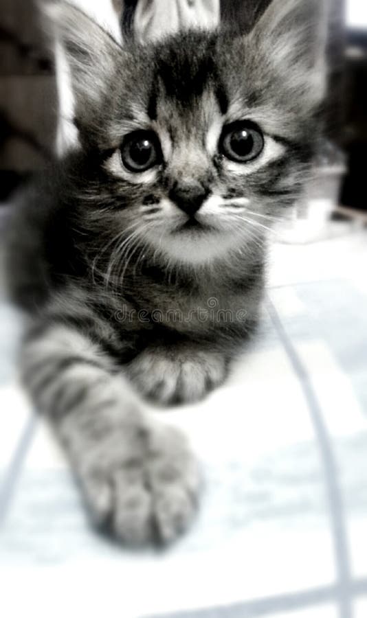 Meow stock image. Image of cute, meow, black, white - 83581055