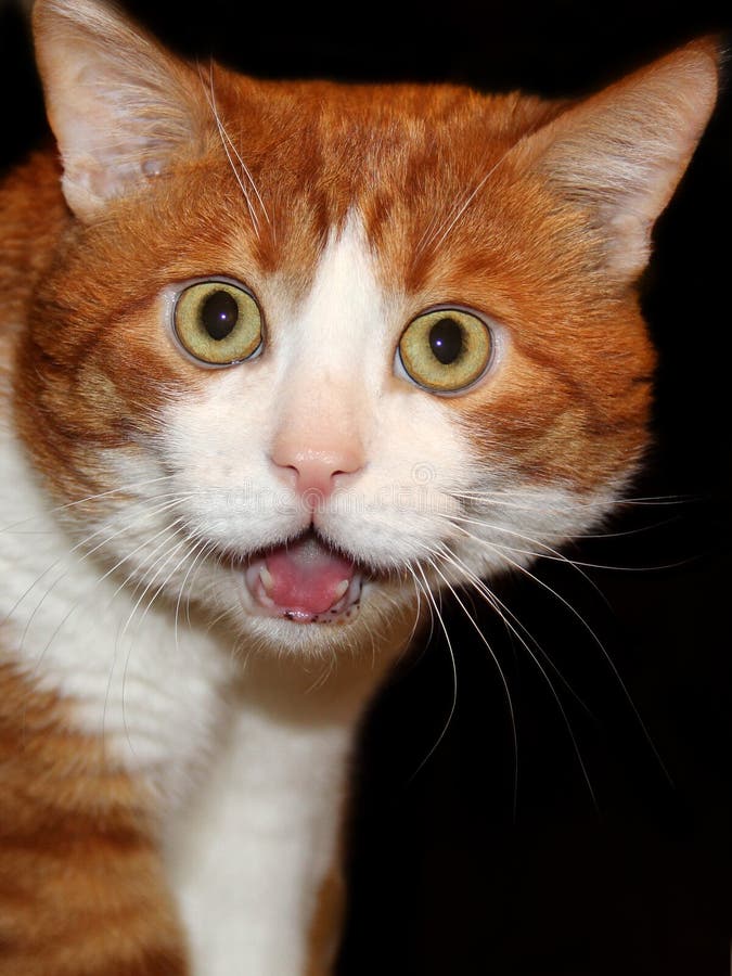 Meow stock image. Image of dominance, close, domestic - 42279599