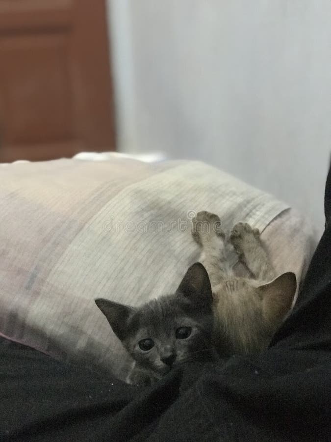 The meow stock photo. Image of meow, cutest, animal - 210042520