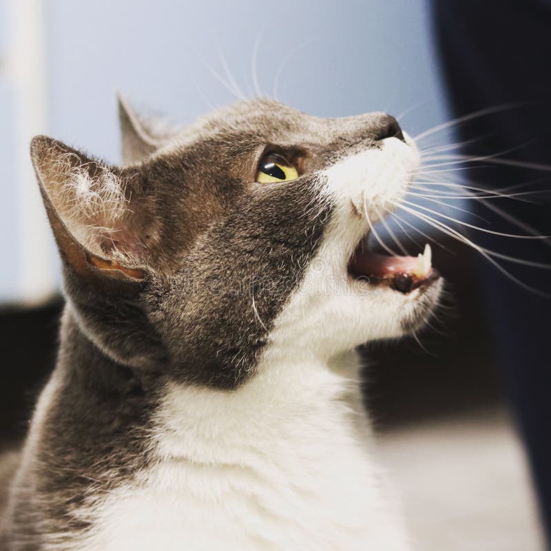 The grey and white cat stock photo. Image of grey, meowing - 138688508