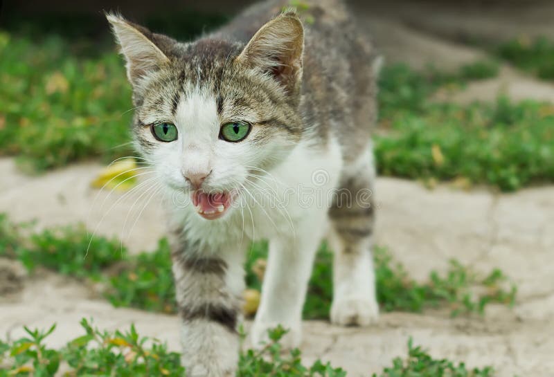 Meowing kitten stock photo. Image of animal, park, striped - 26519676
