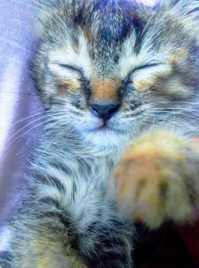 Meows stock afbeelding. Image of slaap, mesjoen, schoonheden - 111008149