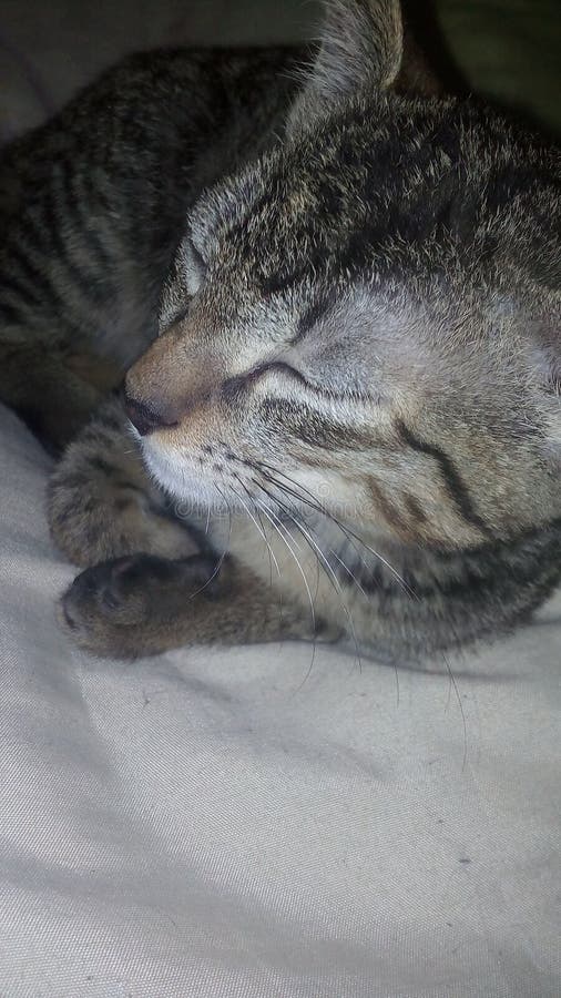 Meows стоковое изображение. изображение насчитывающей взорвать - 111008161