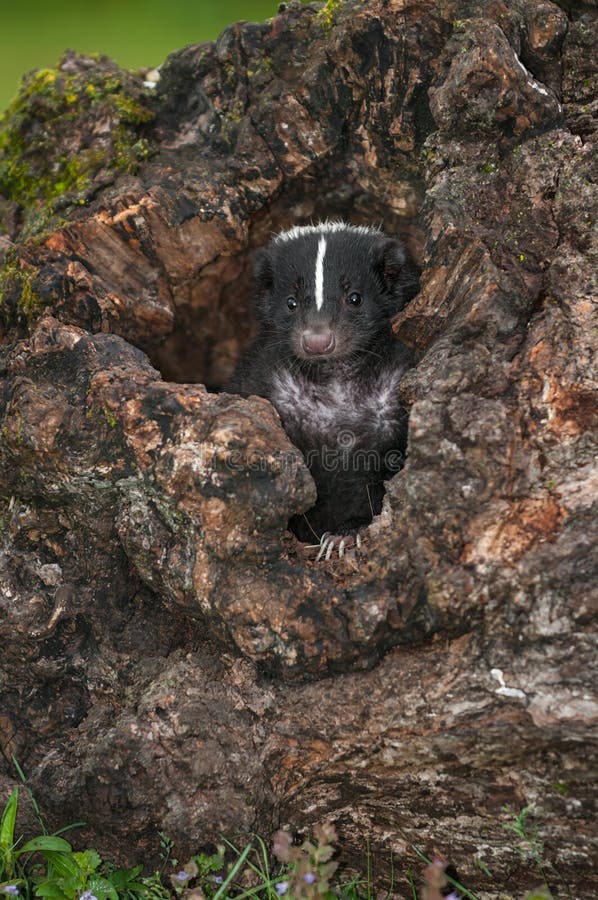 Mephitis Del Mephitis De La Mofeta Rayada Dentro Del Registro Foto de ...