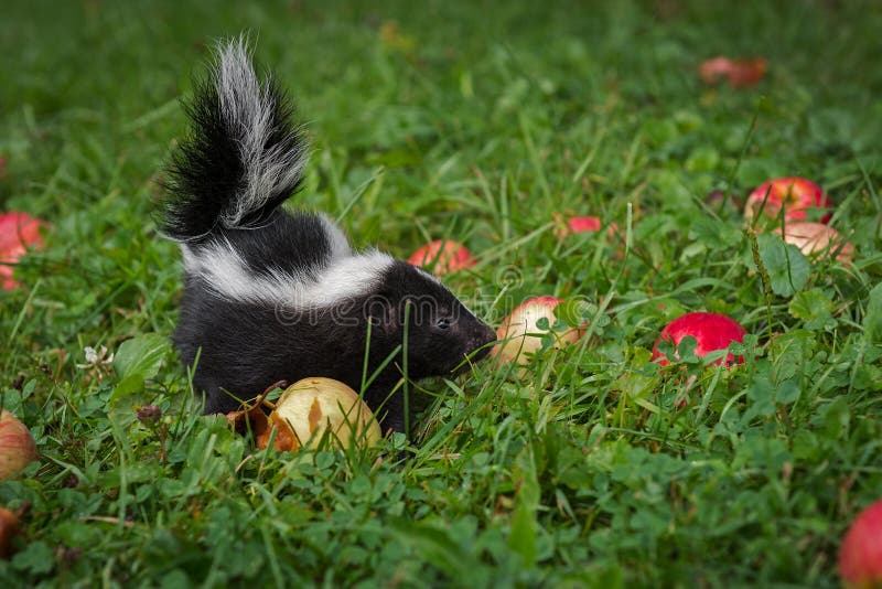Mephitis Kit Amongst Apples Del Mephitis Della Moffetta a Strisce ...