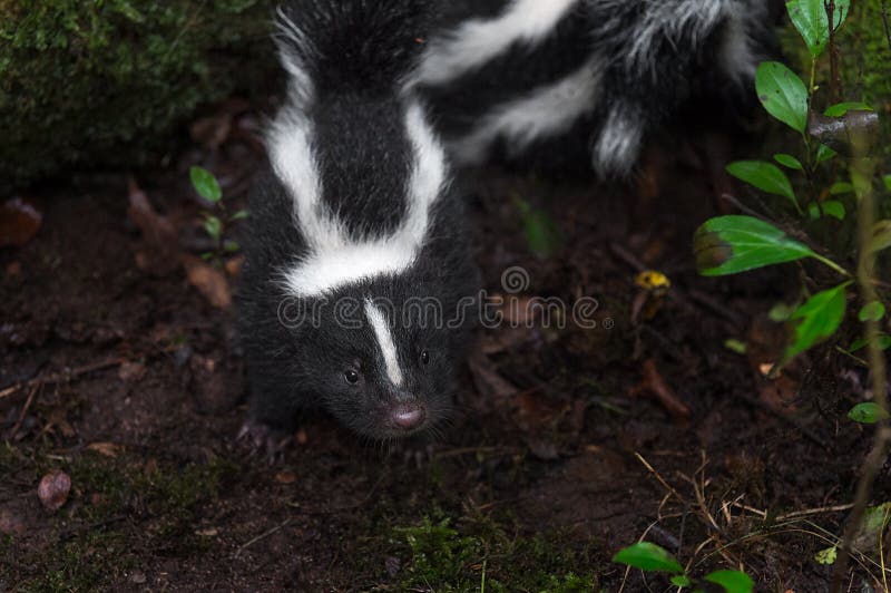 Mephitis Kit Looks Up from Ground Del Mephitis De La Mofeta Rayada Foto ...
