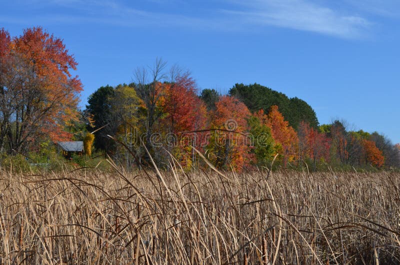 Mer Bleu Marshes stock photo. Image of area, bleu, canada - 72231742