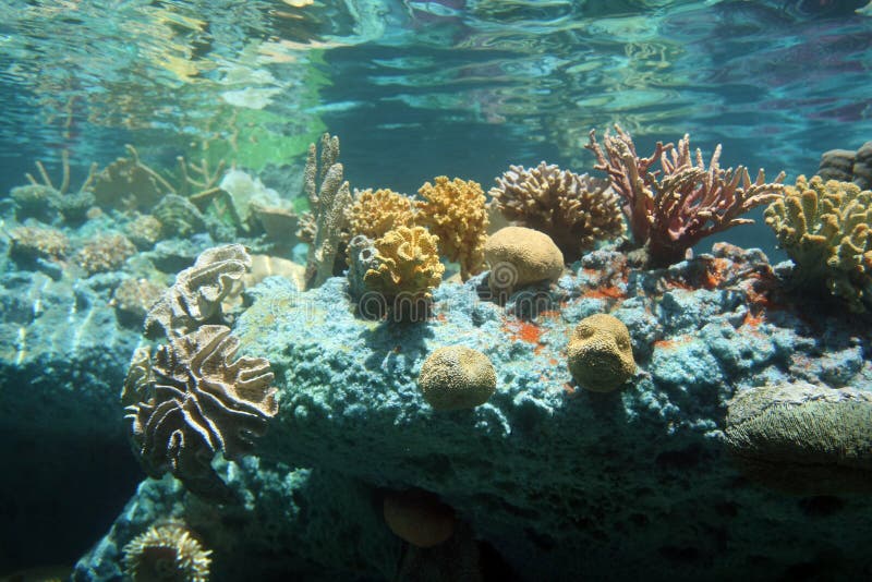Mer de corail image stock. Image du animal, coloré, poissons - 2808927