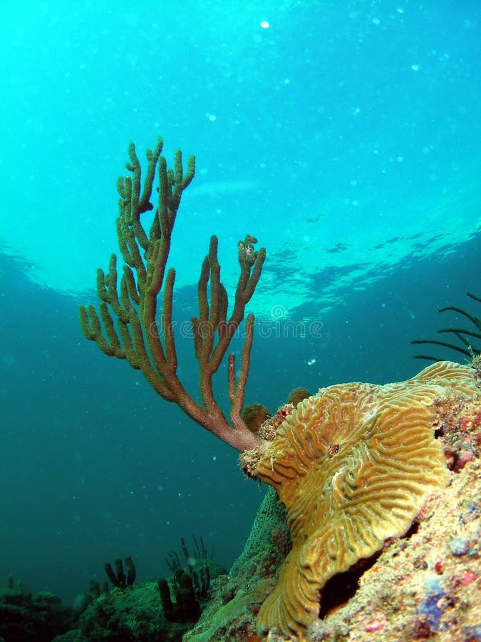 Mer De Tige De Corail De Cerveau Image stock - Image du découvrez ...