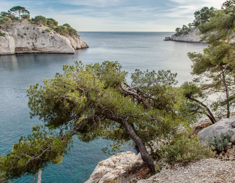Mer Et Pins Dans Le Calanques Photo stock - Image du scenics, arbre ...