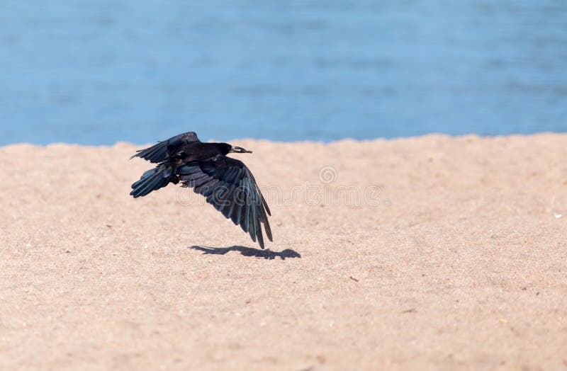 2,543 Corneille En Vol Photos libres de droits et gratuites de Dreamstime