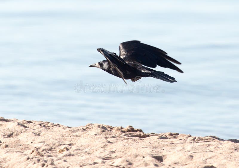 2,543 Corneille En Vol Photos libres de droits et gratuites de Dreamstime