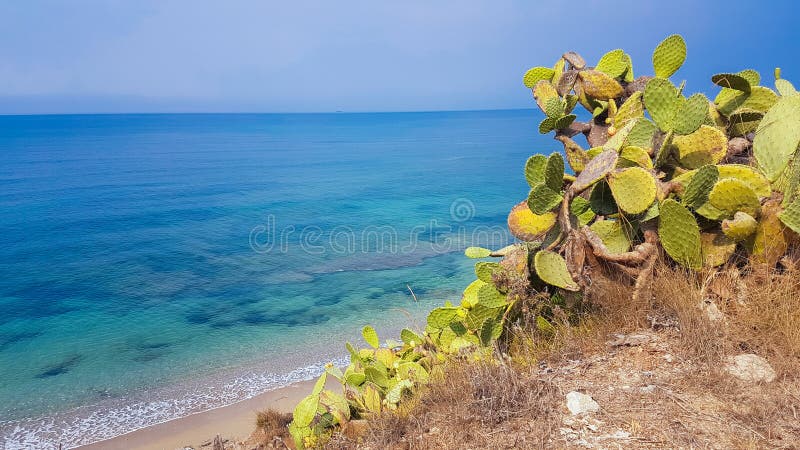 3,448 Photos de Figue De Mer - Photos de stock gratuites et libres de ...