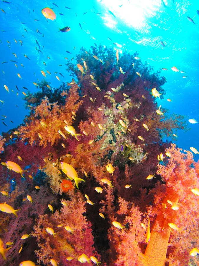 Mer Rouge De Corail De Récif Photo stock - Image du hippocampe ...