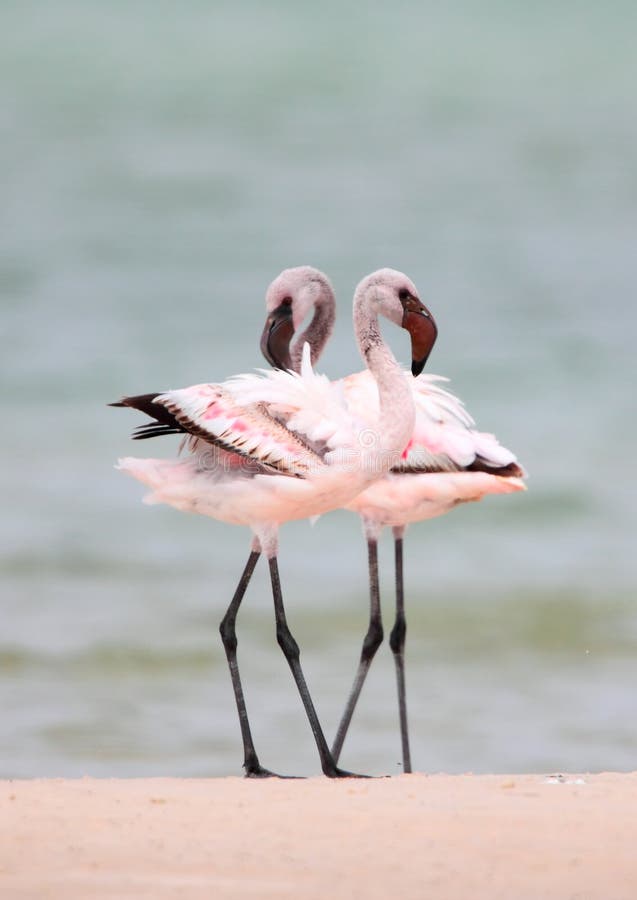 Större Flamingo, Phoenicopterus Ruber, Härlig Rosa Stor Fågel I Mörker ...