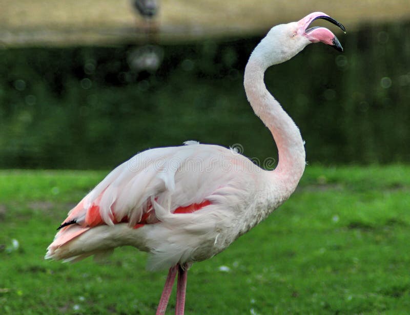Mer stor flamingo fotografering för bildbyråer. Bild av greater - 15273099