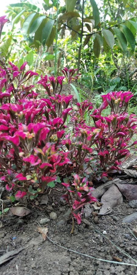 Merah flower red stock image. Image of flower, meadow - 245444609