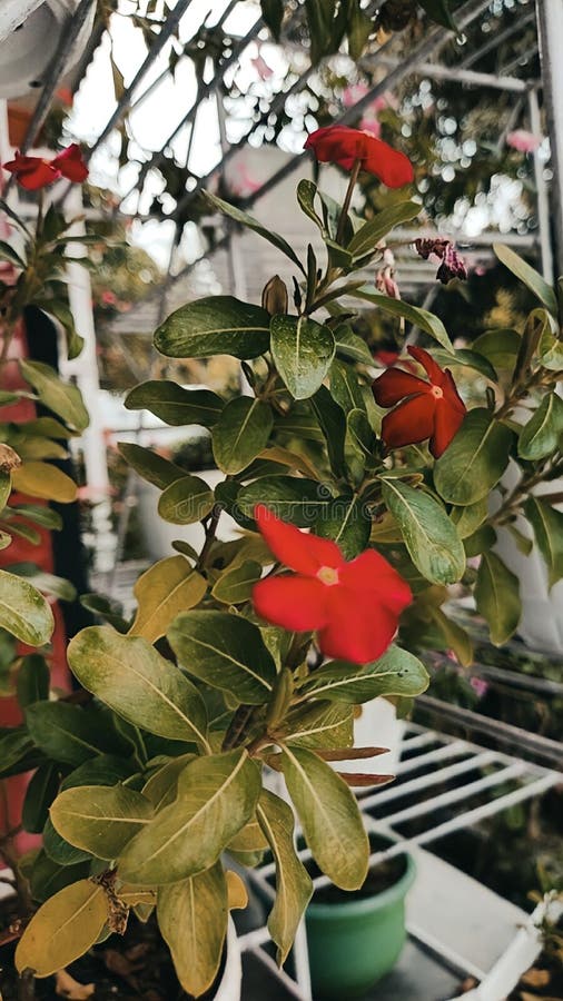 Merah Merona Stock Photos - Free & Royalty-Free Stock Photos from ...