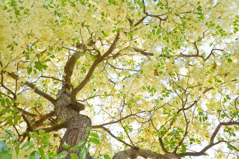 Semillas Blancas De Meranti Foto de archivo - Imagen de flora, alto ...
