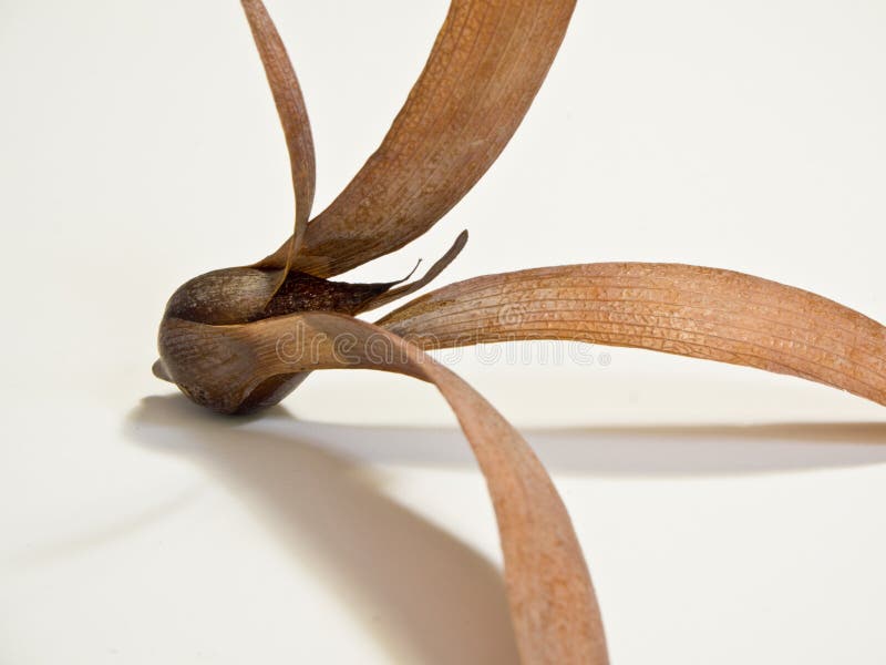 Meranti seed stock photo. Image of tropical, roxburghii - 72456208