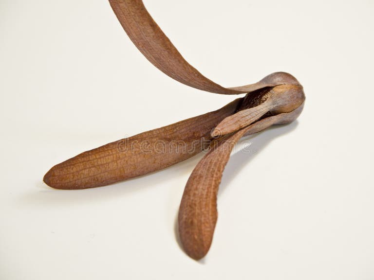 Meranti Shorea Seed Stock Photos - Free & Royalty-Free Stock Photos ...