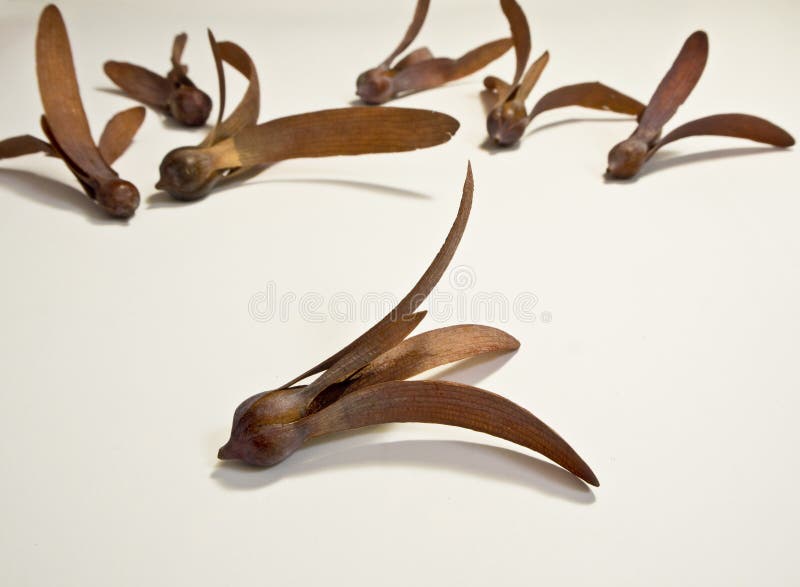 Meranti seed stock photo. Image of meranti, fruit, shape - 72553384