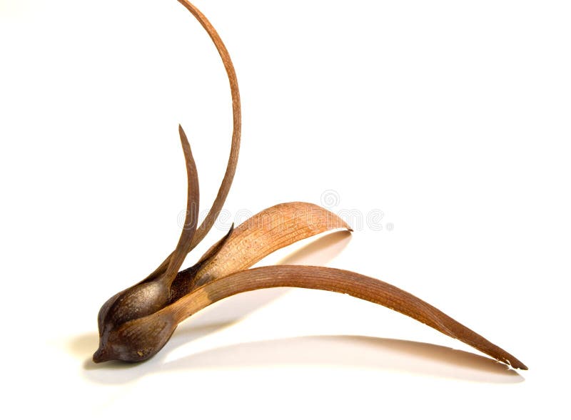 Meranti seed stock photo. Image of background, wing, seed - 73321588