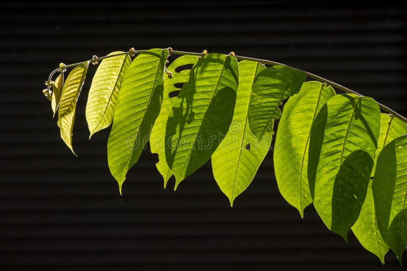 Meranti Shorea Sp. Green Leaves with Dark Background Stock Photo ...