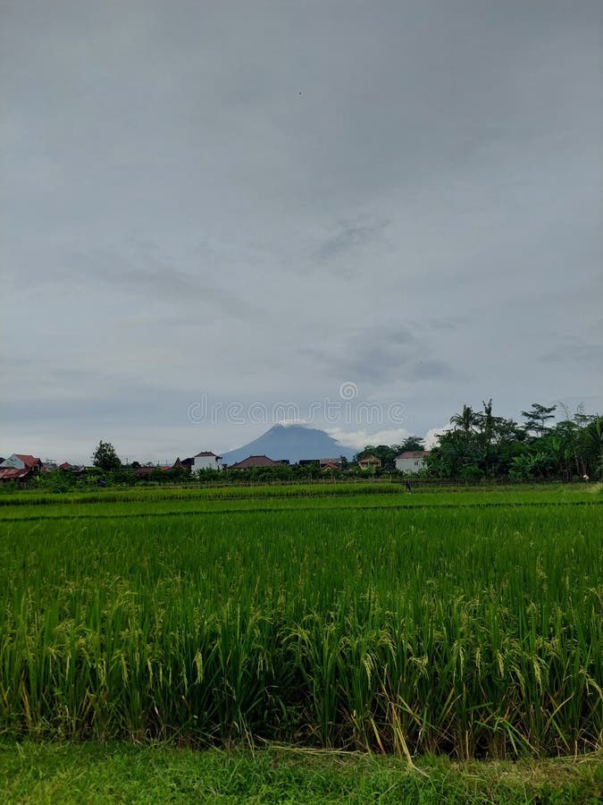 Merapi Mountain with Ricefield Stock Image - Image of view, mountain ...
