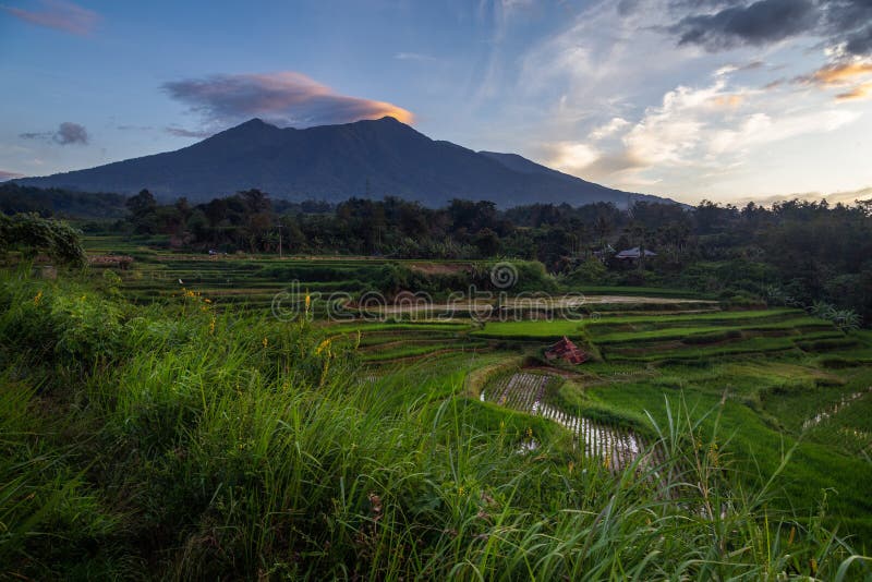 Merapi Mountain Volcano Mountain with Rice Fields Stock Image - Image ...