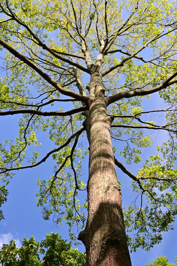 Merawan Tree Hopea Odorata Stock Photos - Free & Royalty-Free Stock ...