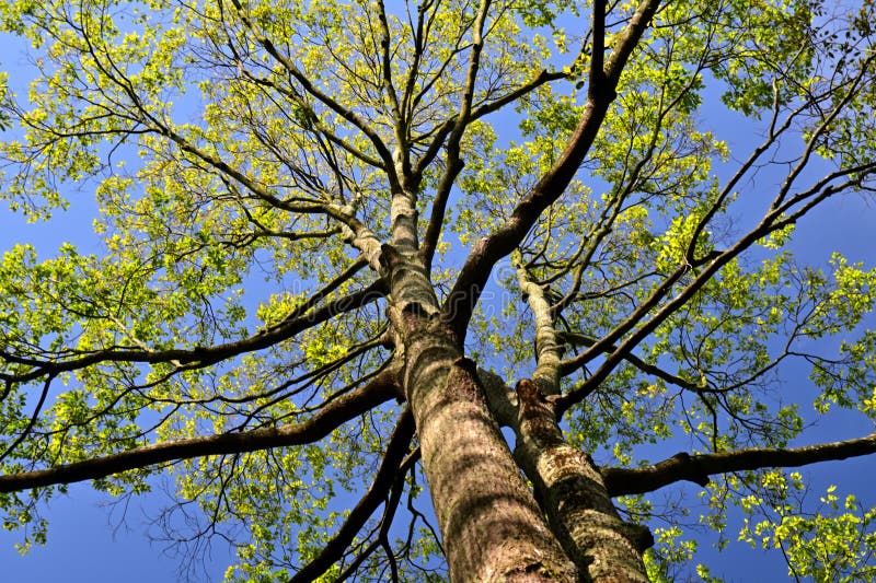 Chengal Kampong Stock Photos - Free & Royalty-Free Stock Photos from ...