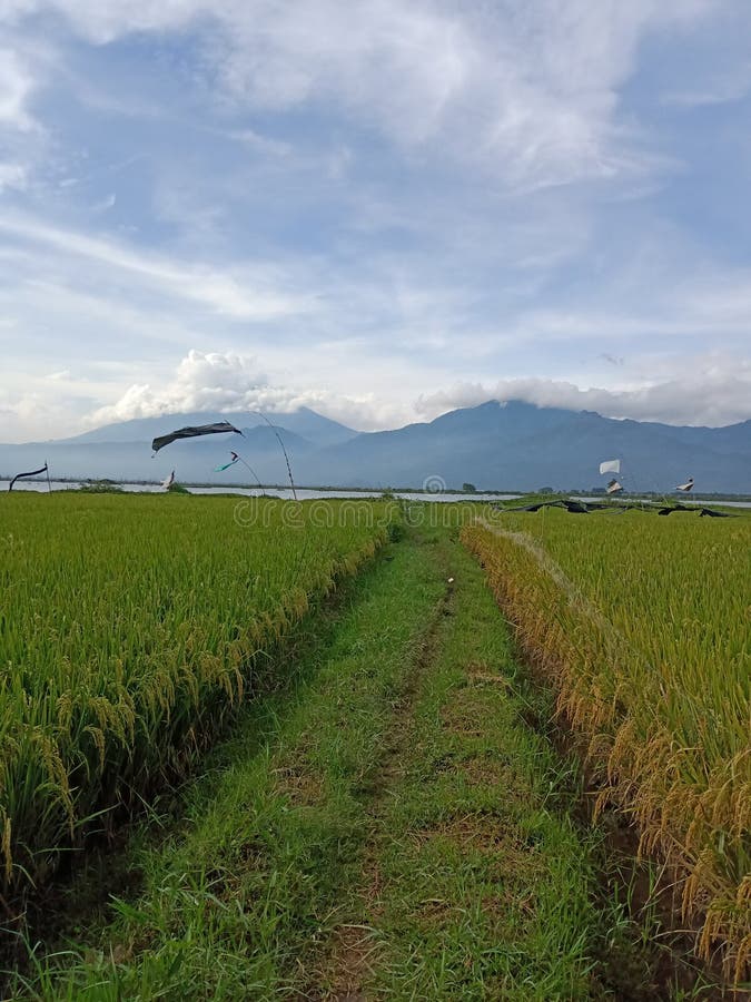 Merbabu Telomoyo Mountain is Beautiful Nature Stock Photo - Image of ... Merbabu Telomoyo Mountain is Beautiful Nature Stock Photo - Image of ...