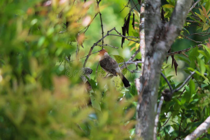 Merbah Birds or Warblers Perch between the Leaves of Trees Stock Photo ...
