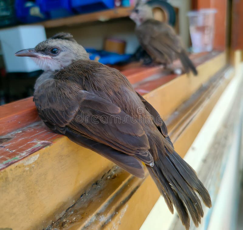 Merbah Cerukcuk is a Type of Warbler from the Pycnonotidae Tribe Stock ...