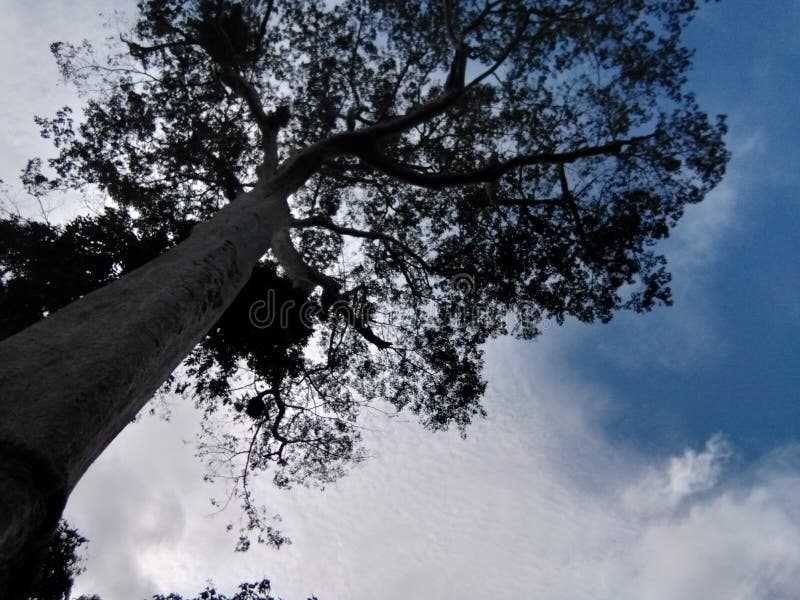 Merbau Tree in the Papua Forest Stock Image - Image of tree, forest ...