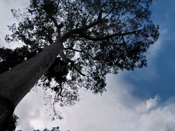 Merbau Tree in the Papua Forest Stock Image - Image of tree, forest ...