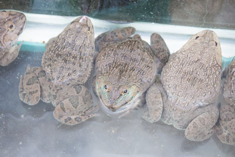 Mucho ranas para la venta foto de archivo. Imagen de reptil - 39179130