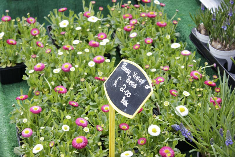Mercado Tradicional De La Flor En York Imagen de archivo editorial ...