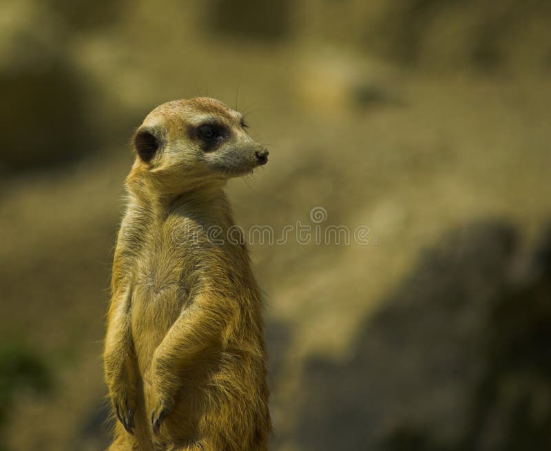 Mercat in Characterstic Pose Stock Image - Image of mercat, watching ...