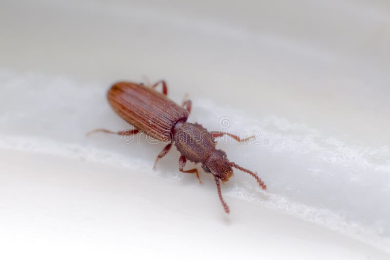 Merchant Grain Beetle in White Background View from Side. Oryzaephilus ...
