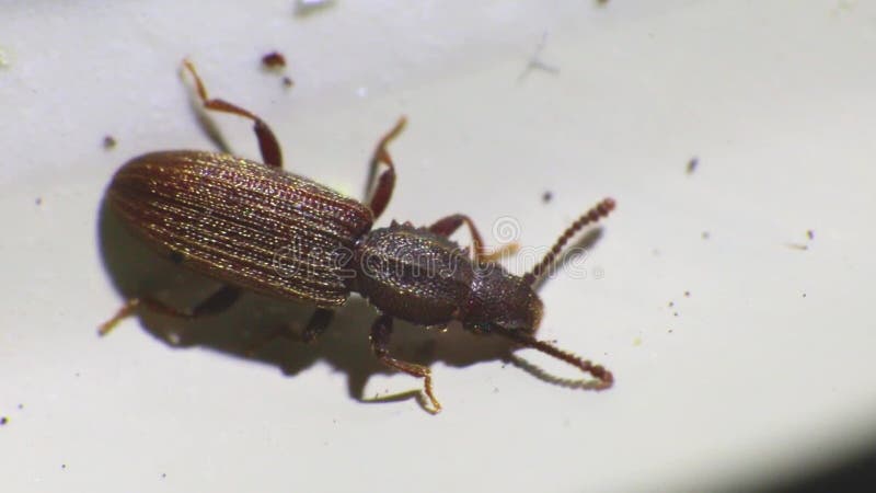 Tarantula, Side View. Spider Walks Isolated on Green Background. Wild ...