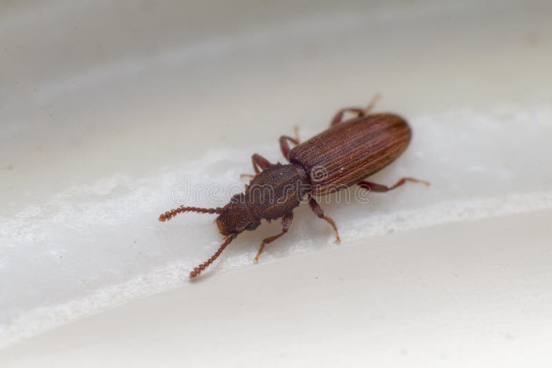 Merchant Grain Beetle in White Background View from Side. Oryzaephilus ...